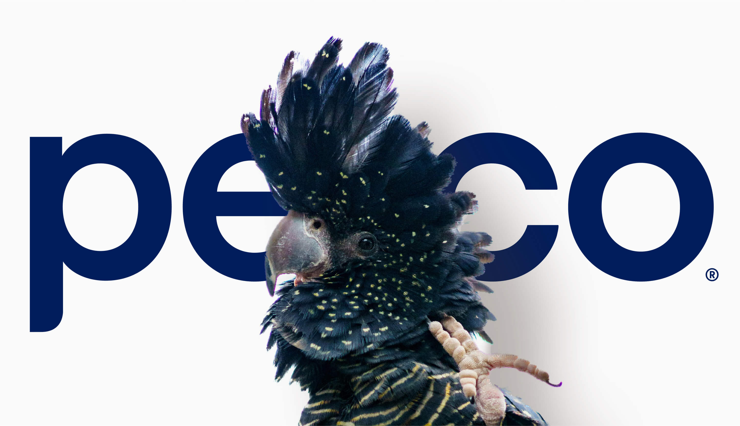 Petco RMN